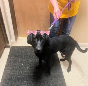 Pets Looking For Forever Homes | Animal Sanctuary Society, Inc